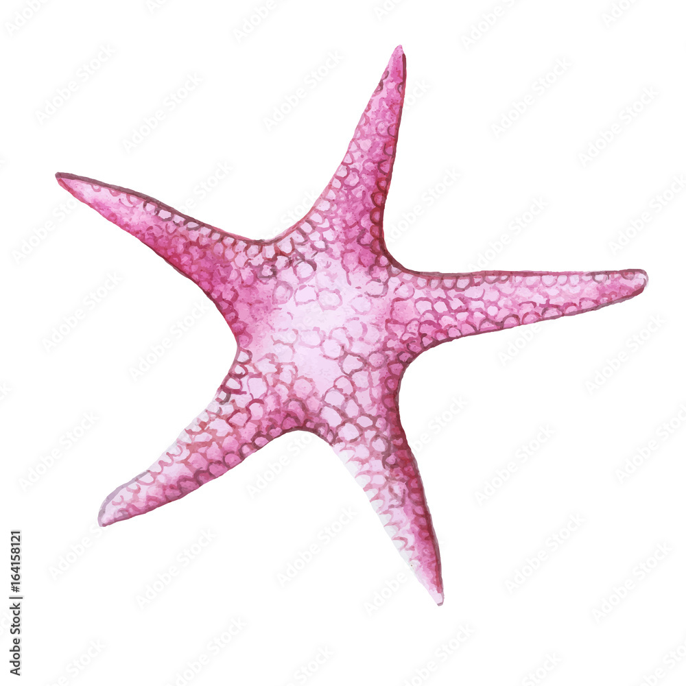 Drawing with watercolor pink color sea star class invertebrate type of ...