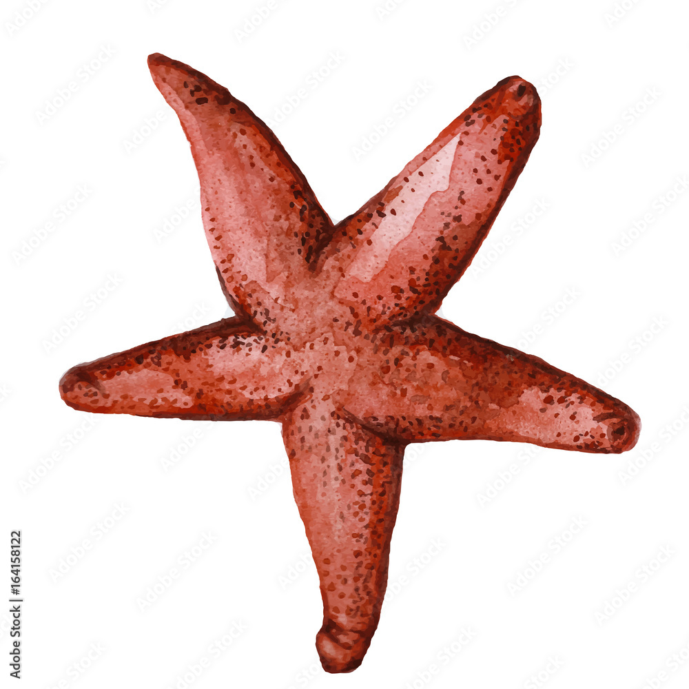 Drawing by watercolor red starfish in the class of invertebrates such ...
