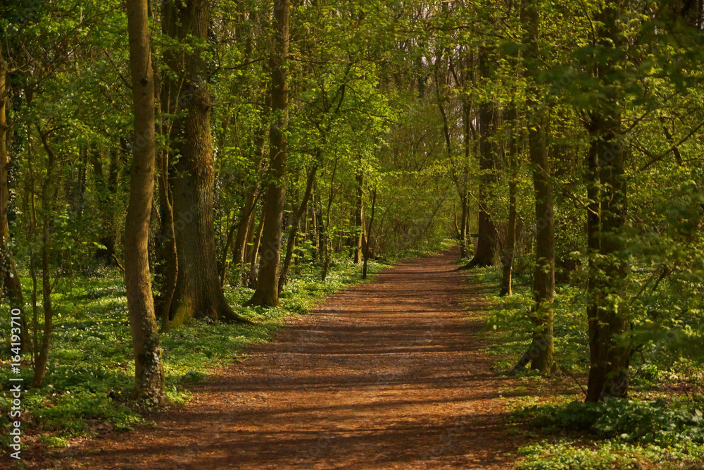 Chemin de terre dans la Forêt de Palingbeek en Belgique Stock-Foto ...