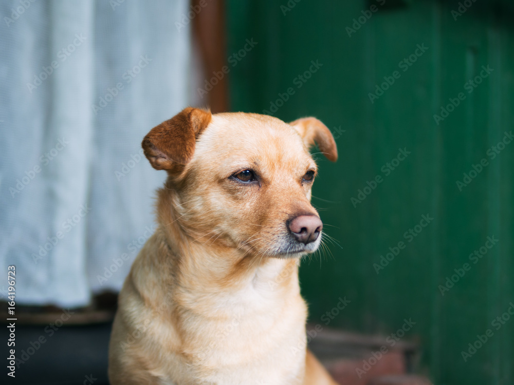 sad red dog. sad sitting on the porch, lowered the ears Stock Photo ...