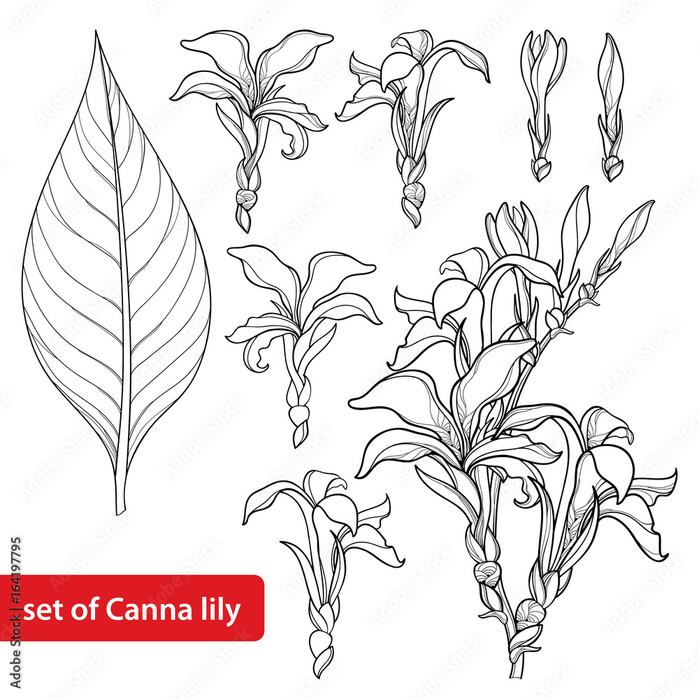 Vector set with outline Canna lily or Canna, flower bunch, bud and leaf ...