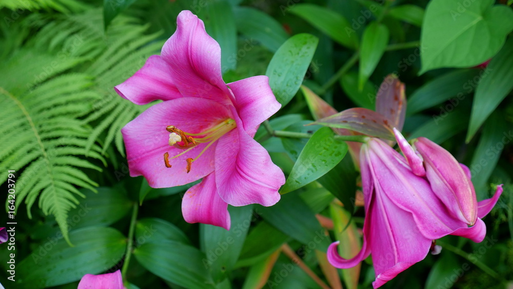 Purple lily flower. The plant is often bred in gardens and parks. Stock ...