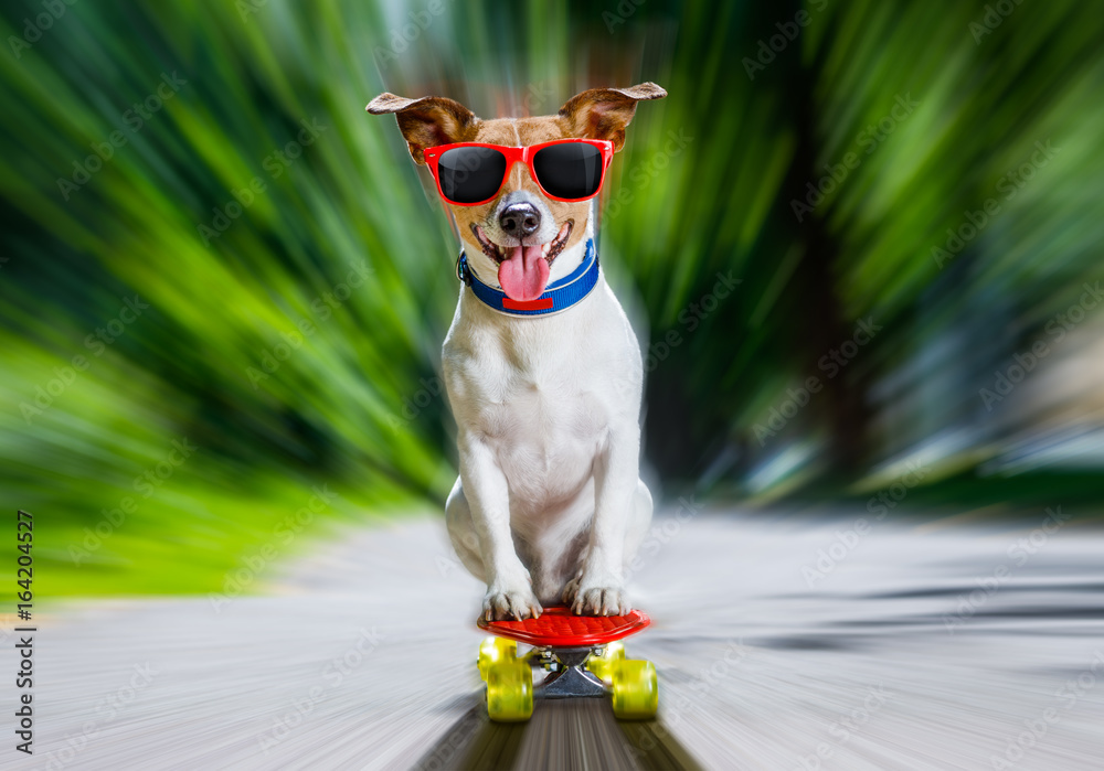 skater dog on skateboard Stock-Foto | Adobe Stock