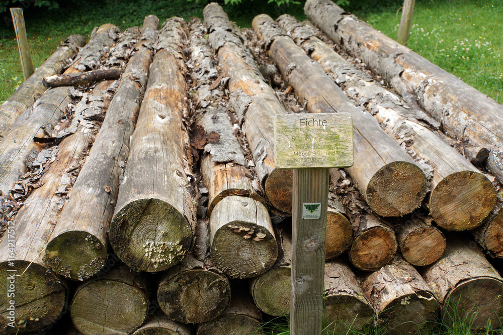 Stämme der Fichte (Picea abies) auf dem Waldlehrpfad Stock Photo ...