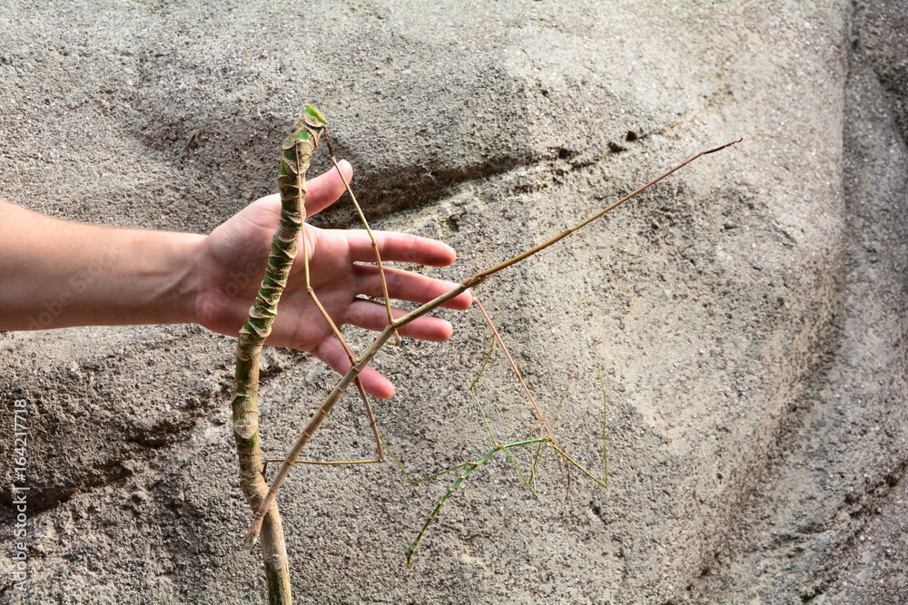 Giant stick bugs on a mans hand showing the size of the insect. Stock ...