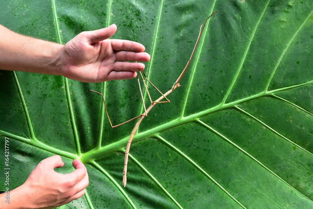 Giant stick bugs on a mans hand showing the size of the insect. Stock ...