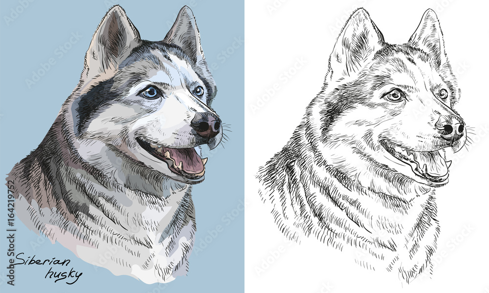 Colorful and monochrome hand drawing vector portrait of siberian husky ...