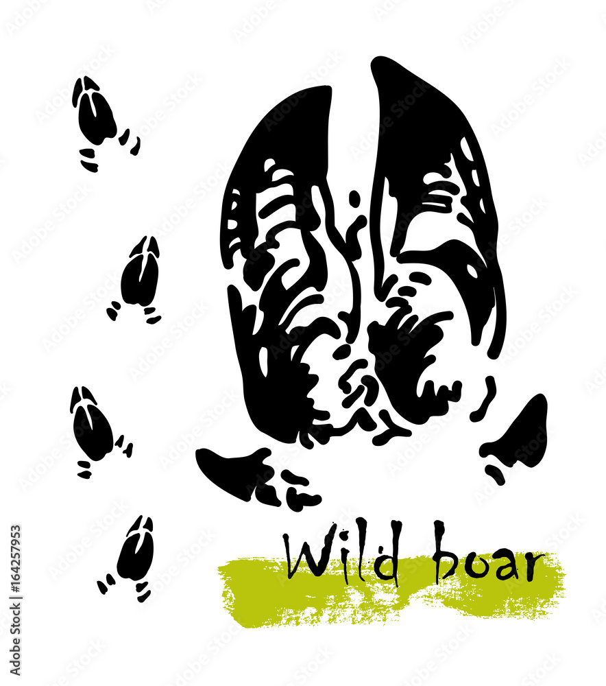 Silhouettes of traces of wild animals. Traces of a wild boar. Vector ...