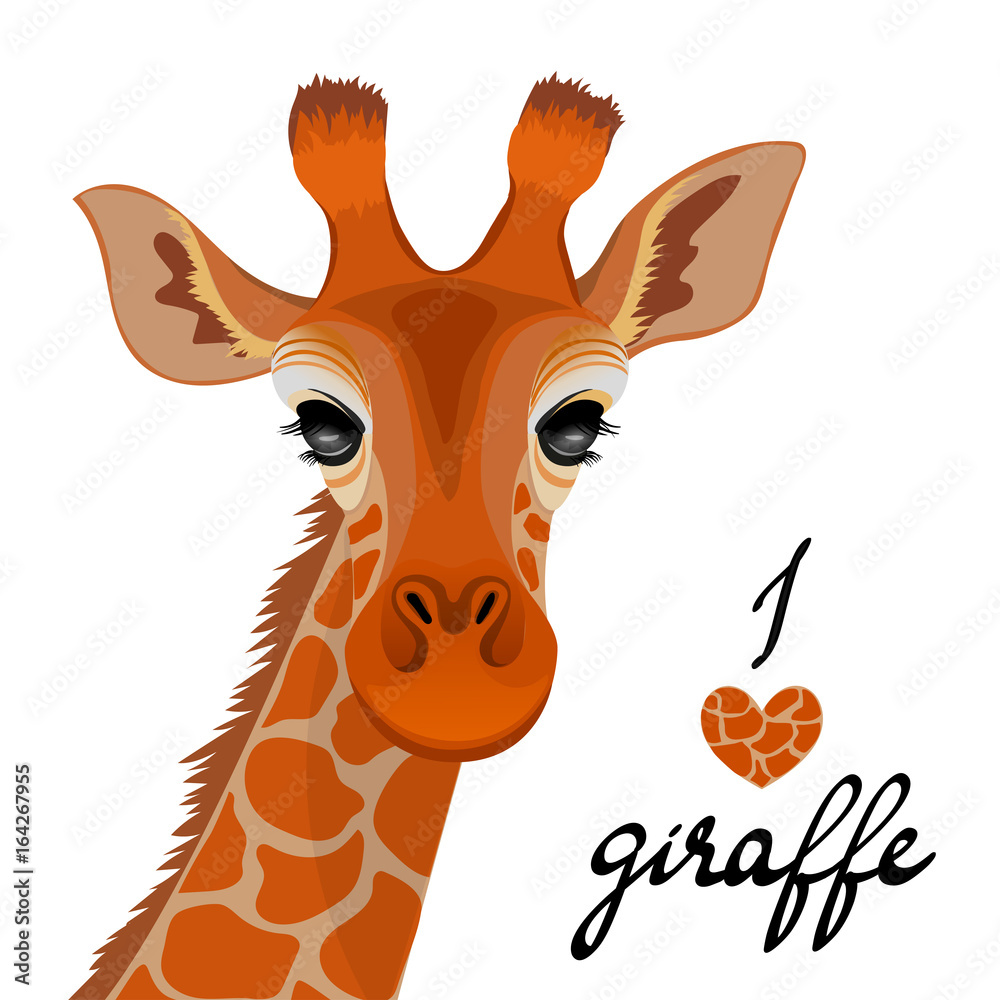 Portrait of a giraffe on a white background. African beautiful giraffe ...