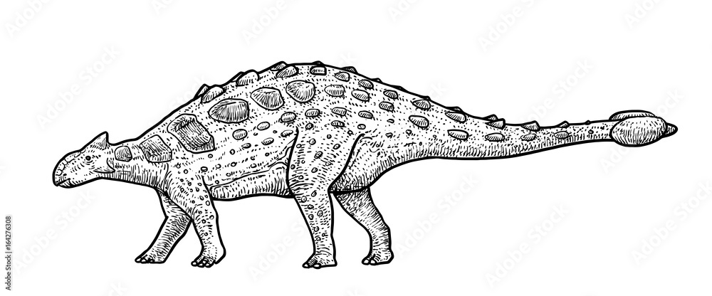 Ankylosaurus illustration, drawing, engraving, ink, line art, vector ...