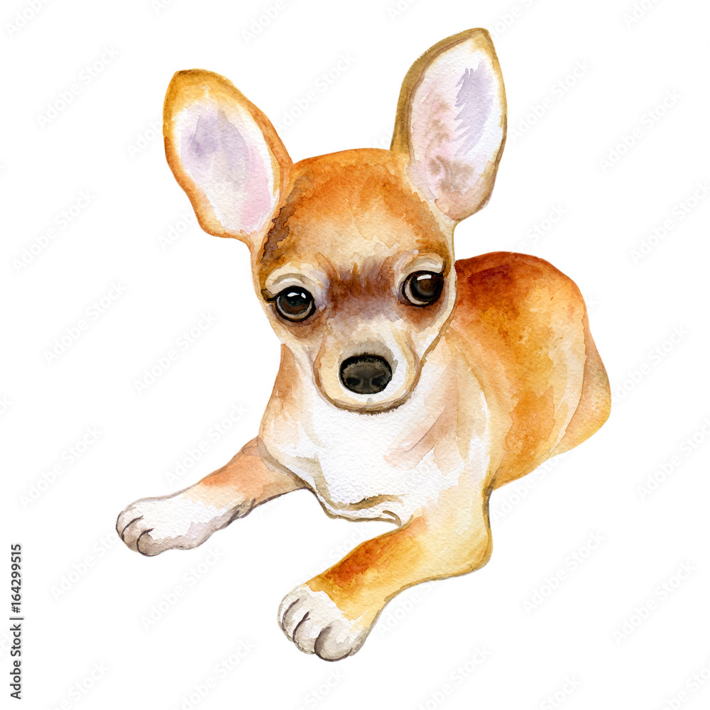Watercolor closeup portrait of chihuahua dog isolated on white ...
