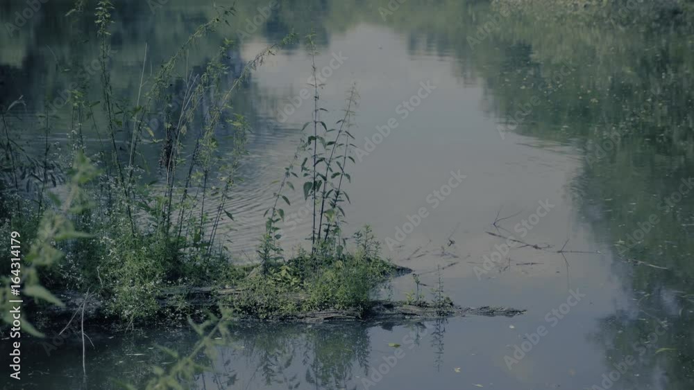 Swamps in autumn. Cool dark lake in primeval forest. Cold melancholic ...