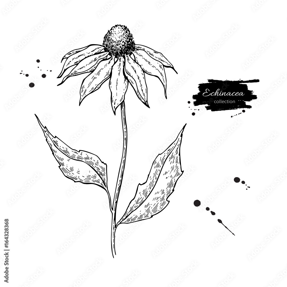 Echinacea vector drawing. Isolated purpurea flower and leaves. Herbal ...