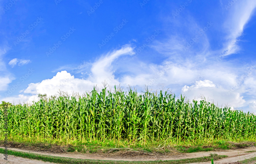 Blue Sky Corn Field