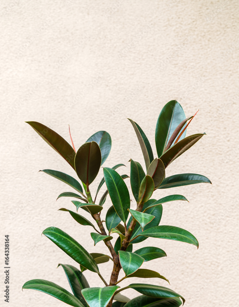 ficus plant Stock Photo | Adobe Stock