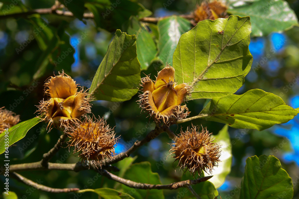 Faggio (Fagus sylvatica) - ramo con frutti Stock Photo | Adobe Stock