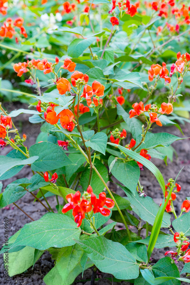 Red little flowers of Runner Bean Plant (Phaseolus coccineus) growing ...