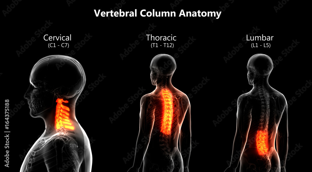 Human Skeleton Vertebral Column Anatomy (Cervical, Thoracic, Lumbar ...