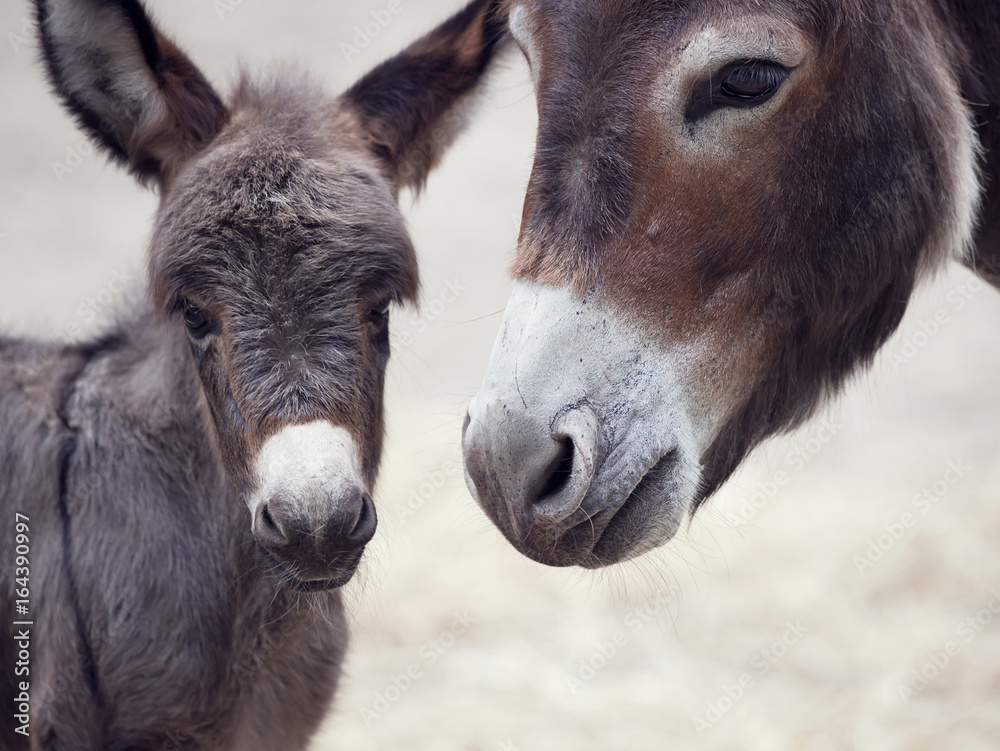 Baby donkey mule with its mother Stock Photo | Adobe Stock