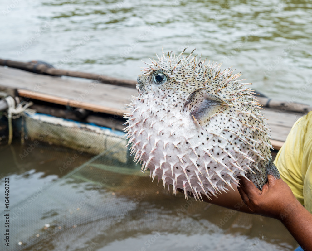 Puffer Fish Inflated