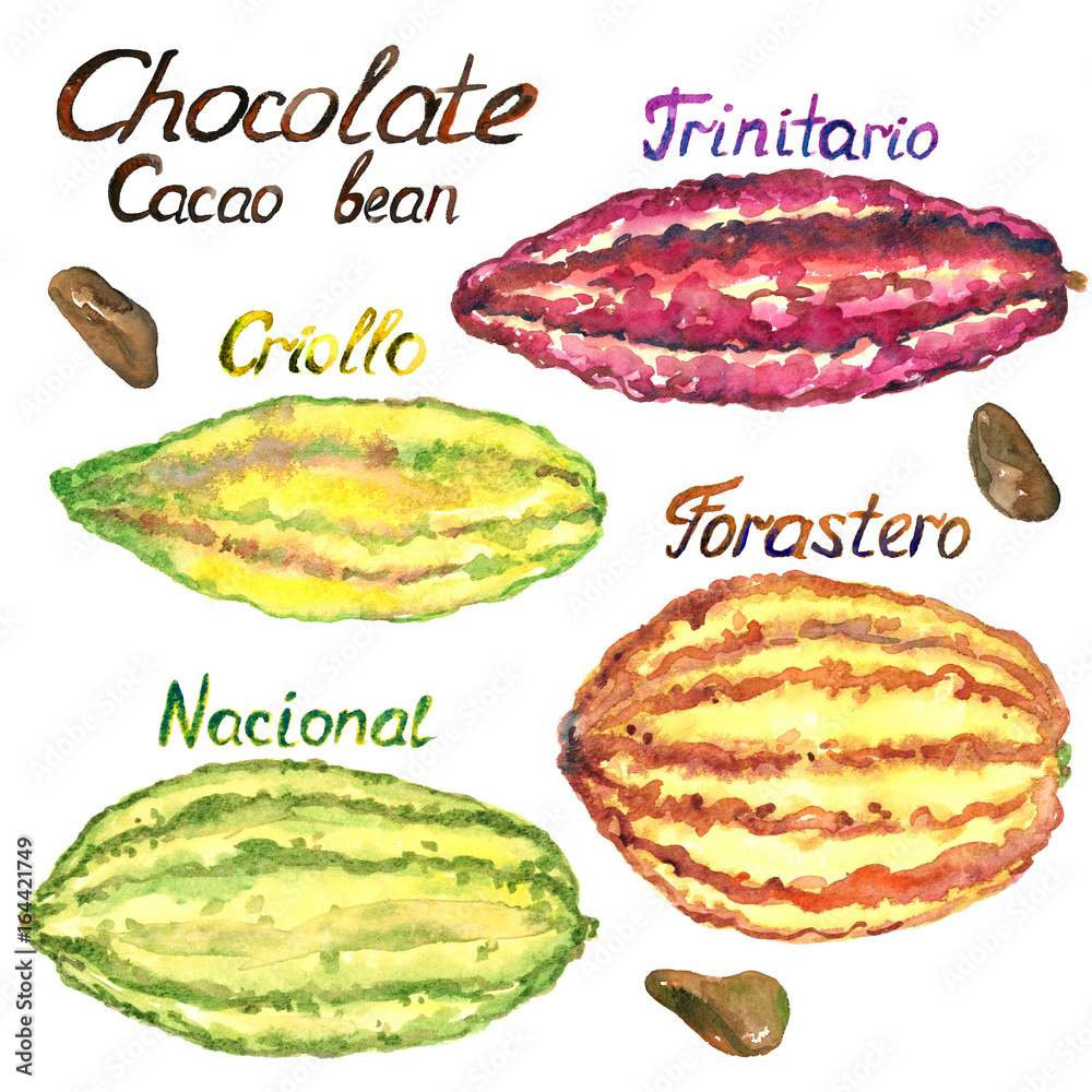 Cacao tree (theobroma) ripe beans varieties: trinitario, criollo ...