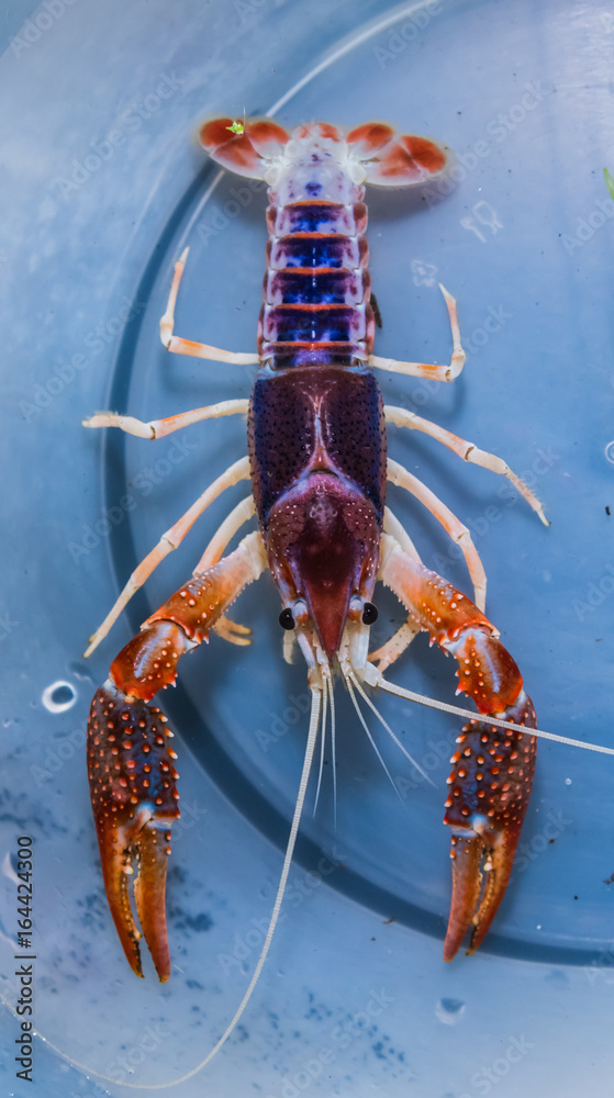 Crayfish In Tank