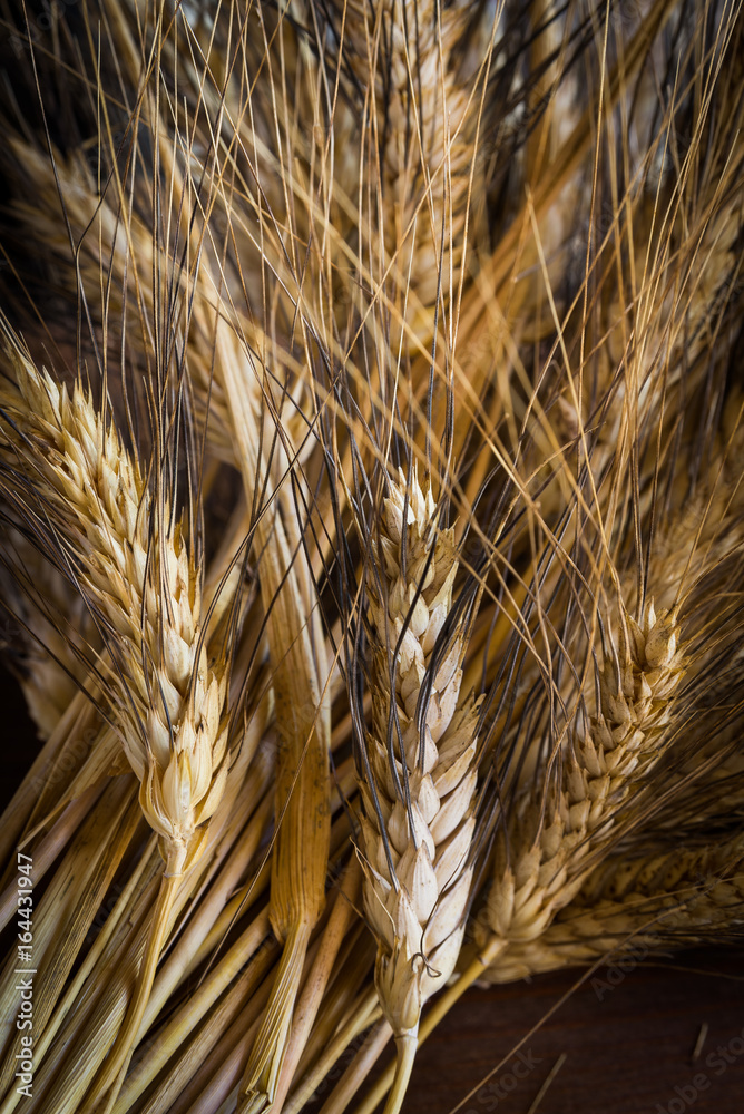 Foto Stock Spighe di grano | Adobe Stock