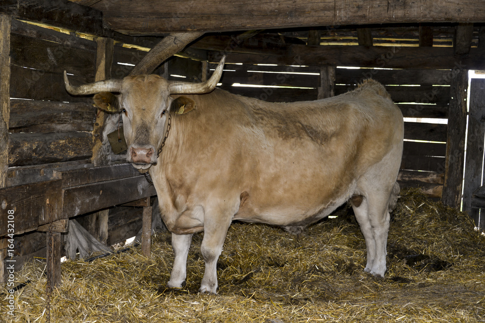 Vache, race Marine, race Landaise Photos | Adobe Stock