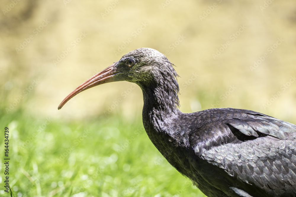 Vogel mit langem Schnabel und schwarzem Gefieder Stock-Foto | Adobe Stock