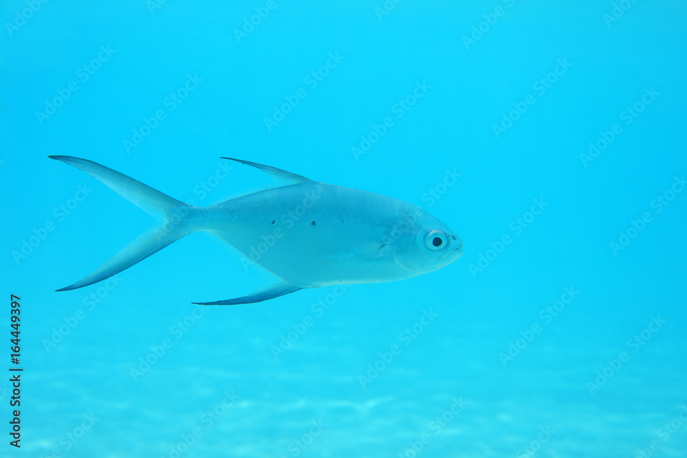 Small spotted dart fish Stock Photo | Adobe Stock