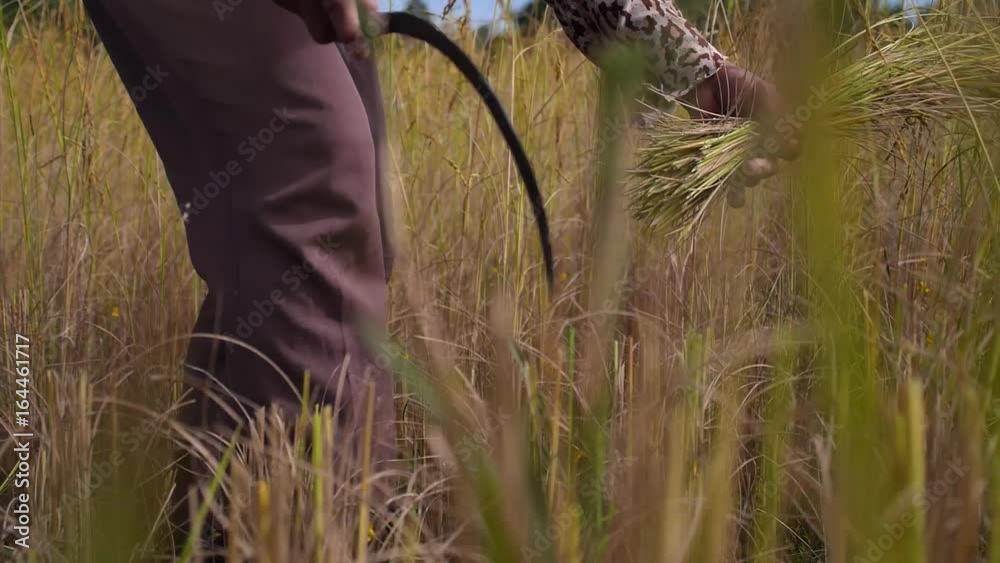 Vidéo Stock Woman Cutting Mature Rice In Paddy Field. Cambodia. HD ...