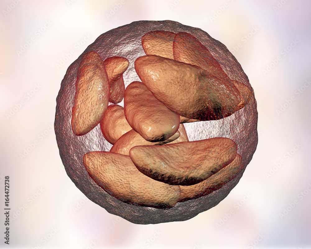 Parasitic protozoans Toxoplasma gondii in bradyzoites stage inside ...