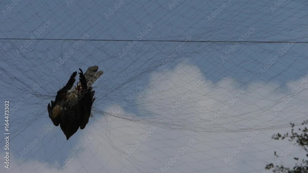 Stockvideon Bird trapped in net,struggling to die in blue sky like fail ...