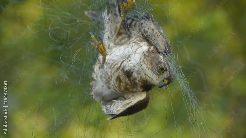 Bird trapped in net,struggling to die in green forest like fail loser ...