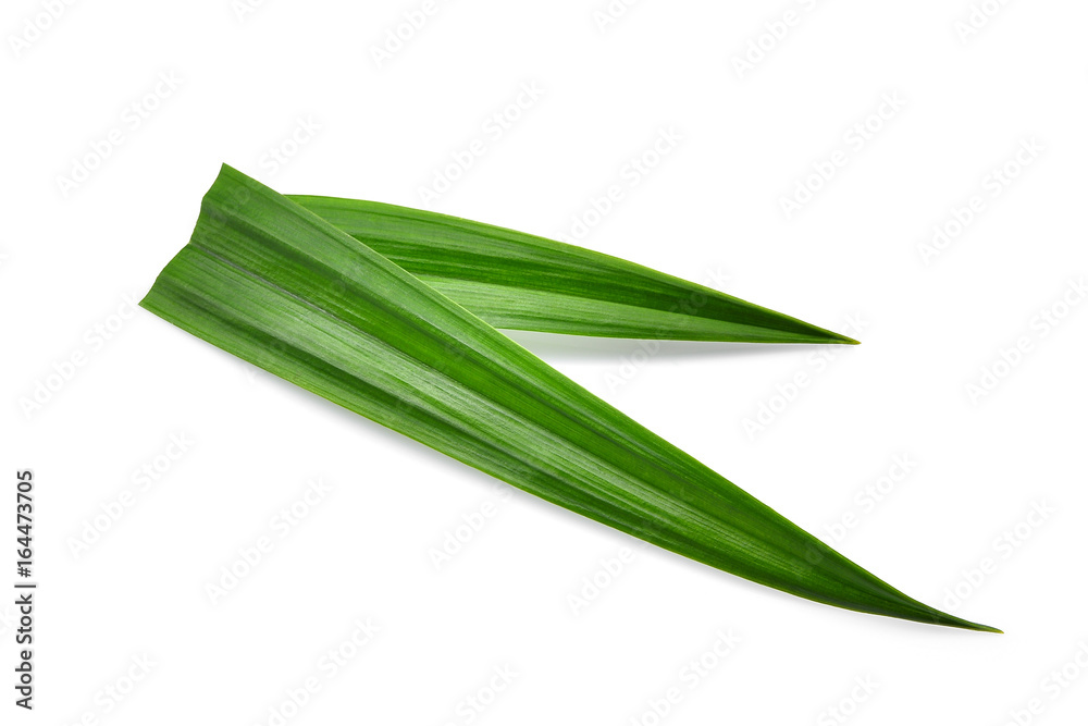 fresh green pandan leaves isolated on white background Stock Photo ...