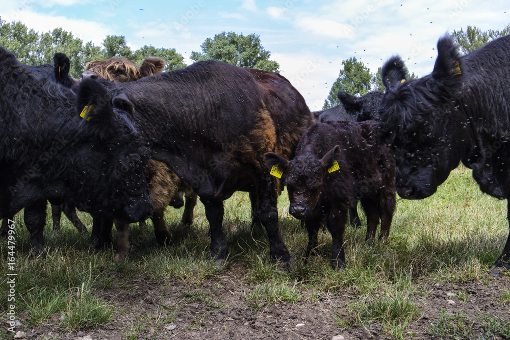 Galloway Rinder Herde Stock-Foto | Adobe Stock