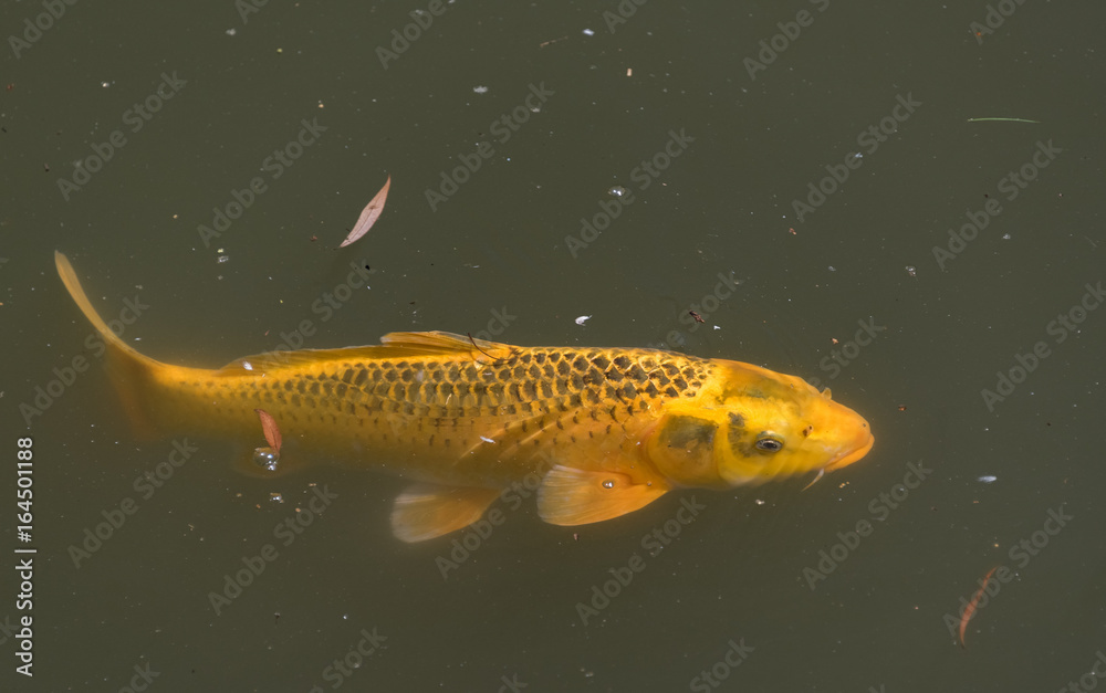 Fish Swimming In River