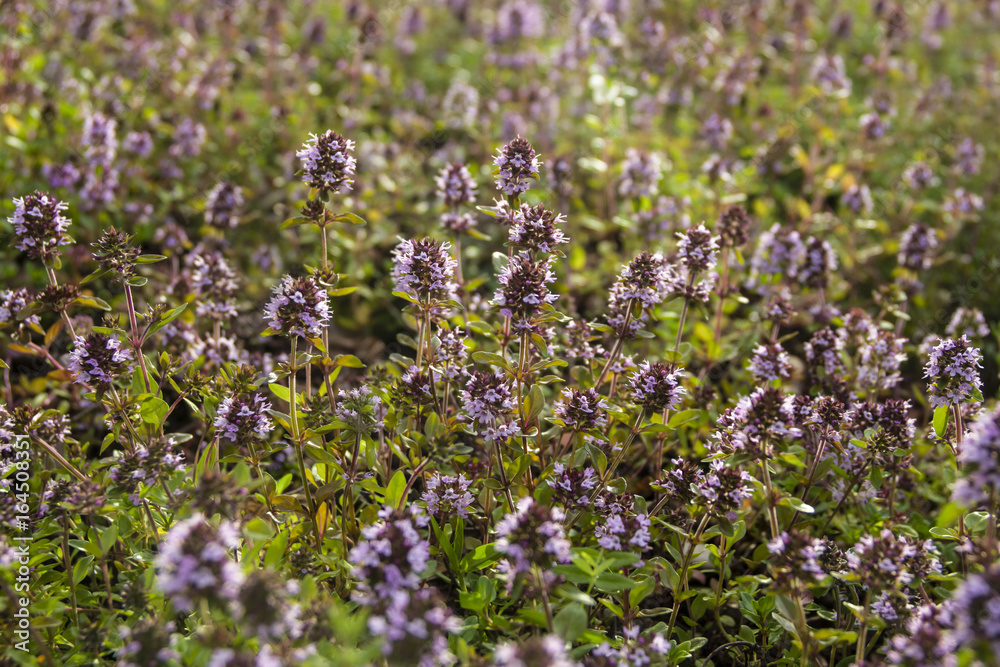 Bssoming thyme in a field. One of several species of culinary and ...