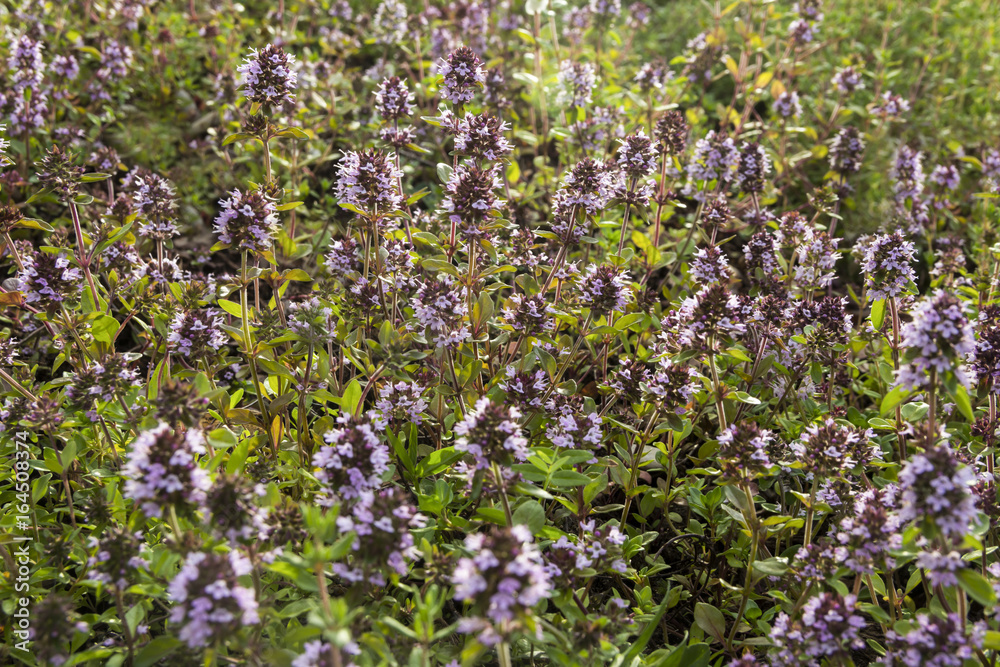 Bssoming thyme in a field. One of several species of culinary and ...