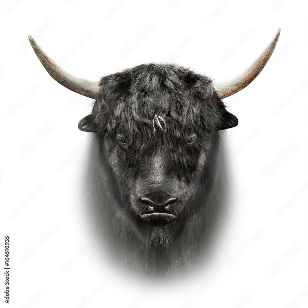 black yak face isolated on white background Stock Photo | Adobe Stock