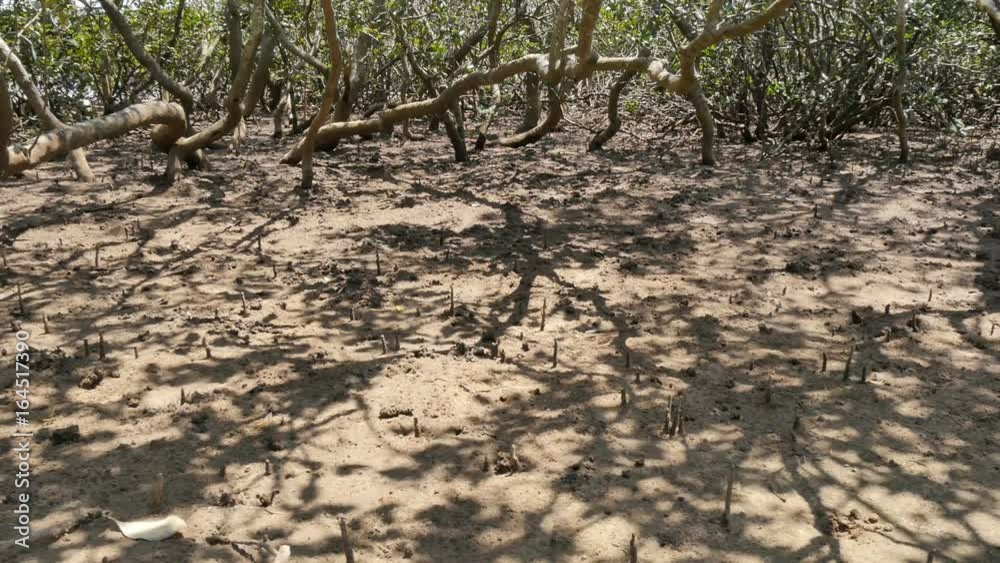 Mud flat Mangrove trees in coastal wetland estuary environment Stock ...
