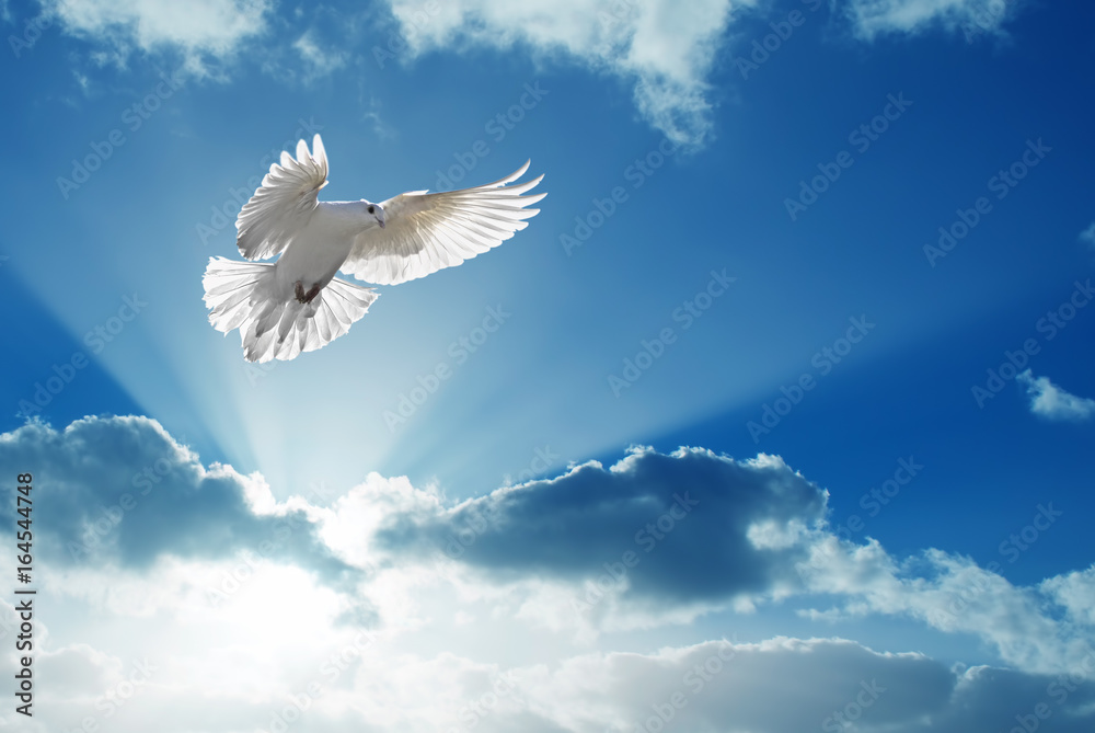 Holy Spirit dove flies in blue sky Stock Photo | Adobe Stock