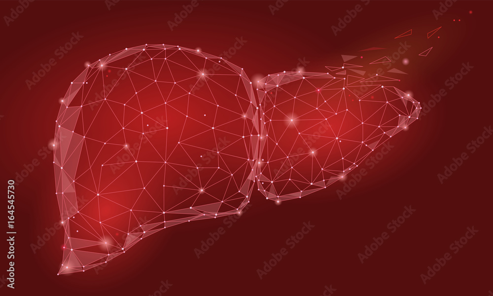 Treatment regeneration decay Human Liver Internal Organ Triangle Low ...