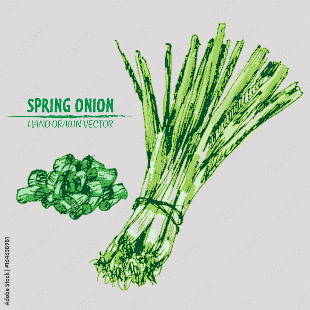 Digital vector detailed line art color spring onion vegetable hand ...