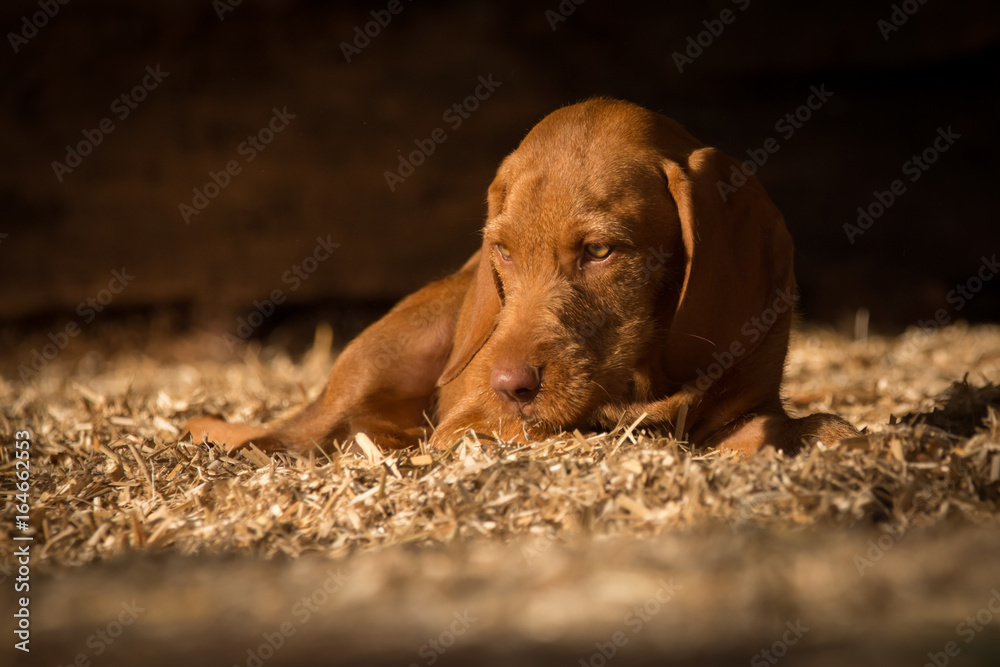 Magyar Viszla Welpe Stock Photo | Adobe Stock