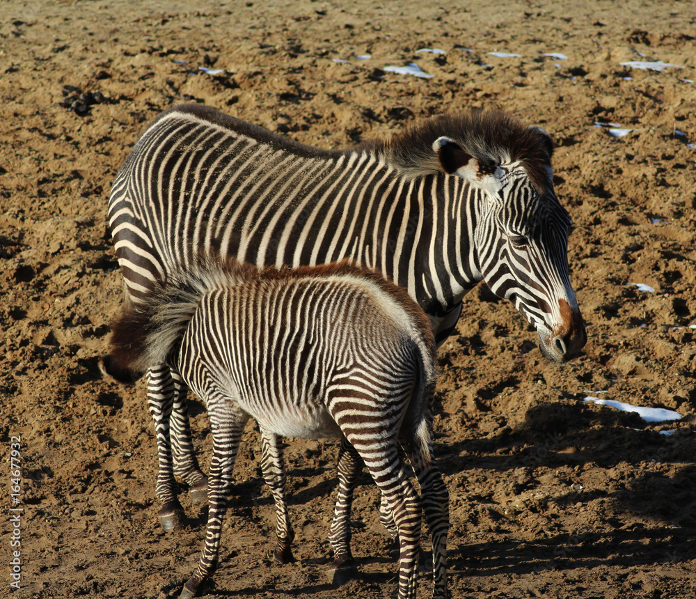 The Grévy's zebra (Equus grevyi) Stock Photo | Adobe Stock