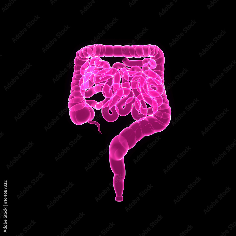 Intestine anterior view Stock Illustration | Adobe Stock