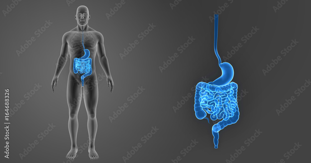 Stomach and intestine zoom with skeleton anterior view foto de Stock ...
