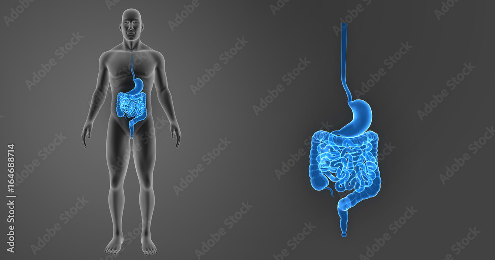 Stomach and intestine zoom with body anterior view Stock Photo | Adobe ...