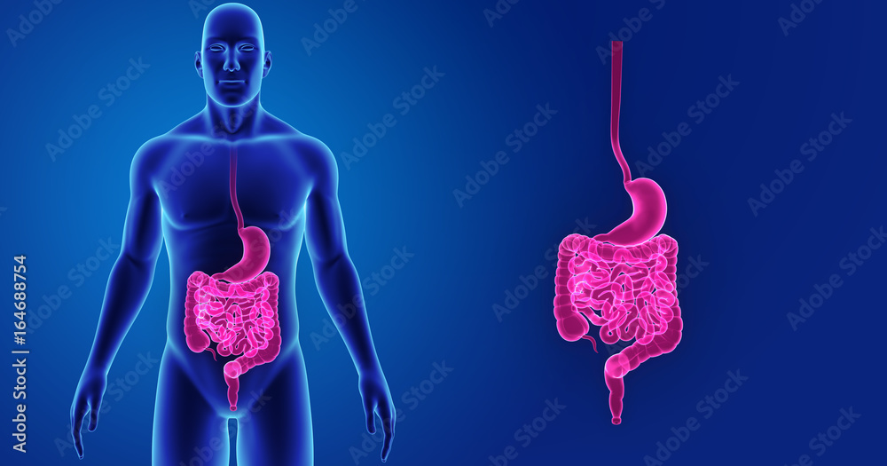 Stomach and intestine zoom with body anterior view Stock Photo | Adobe ...